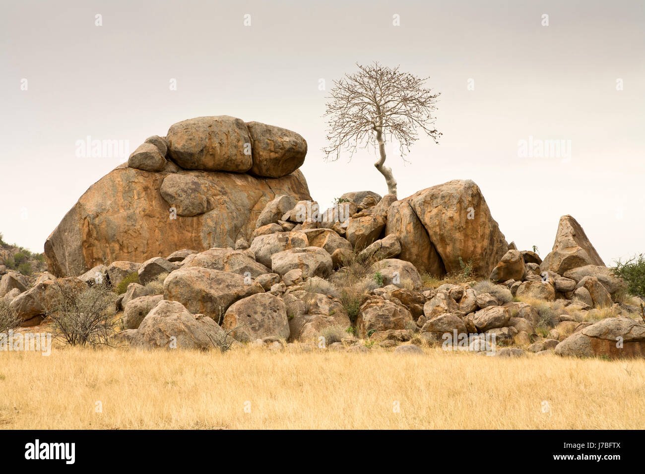 namibia tree stone rock erosion landscape format geology boulder slim ...