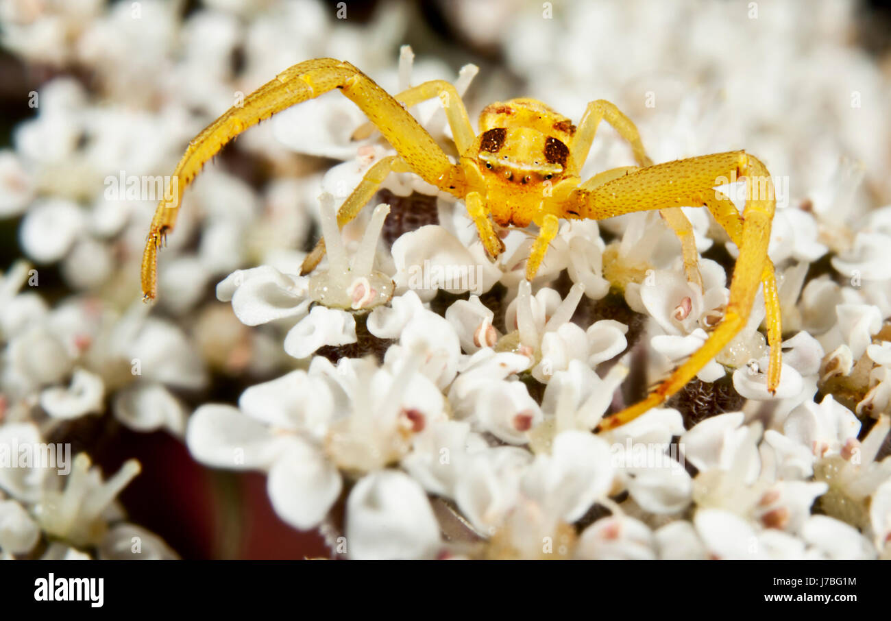 predator attack legs garden green spring spider predator lurk gardens ...