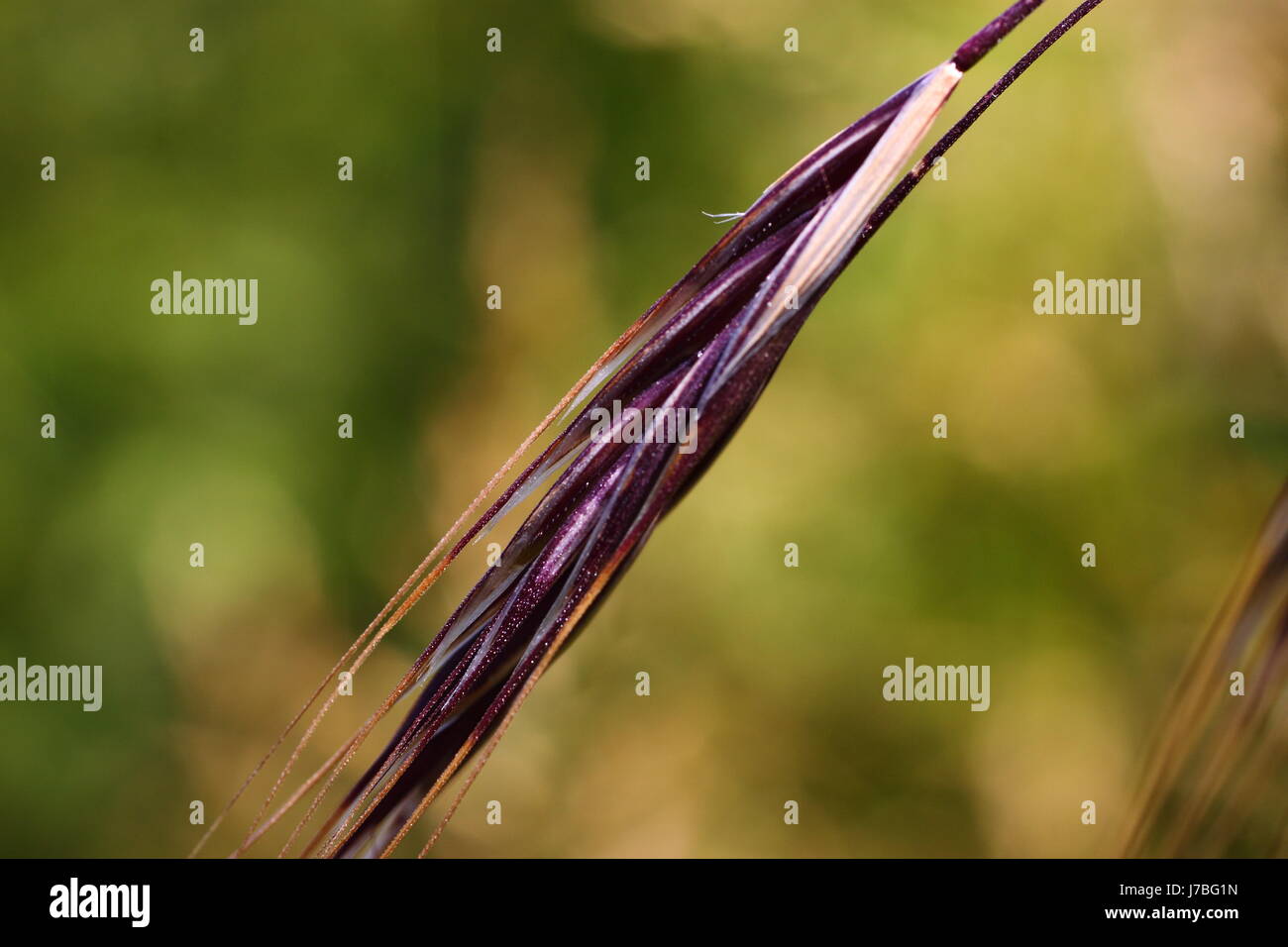 bloom blossom flourish flourishing botany blade beard meadow grass lawn ...