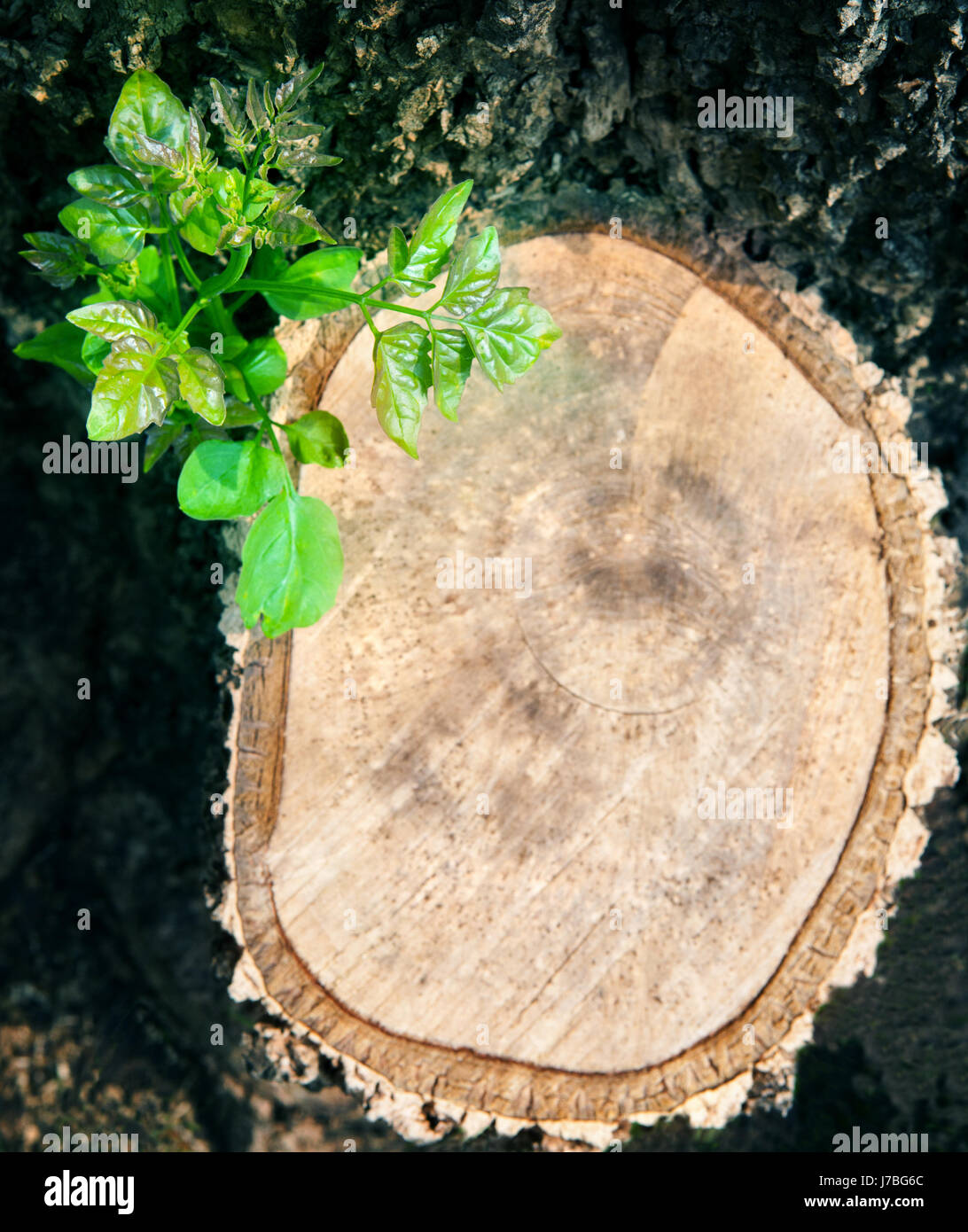 tree bark wood cutting and some green leaves growthing against with ...