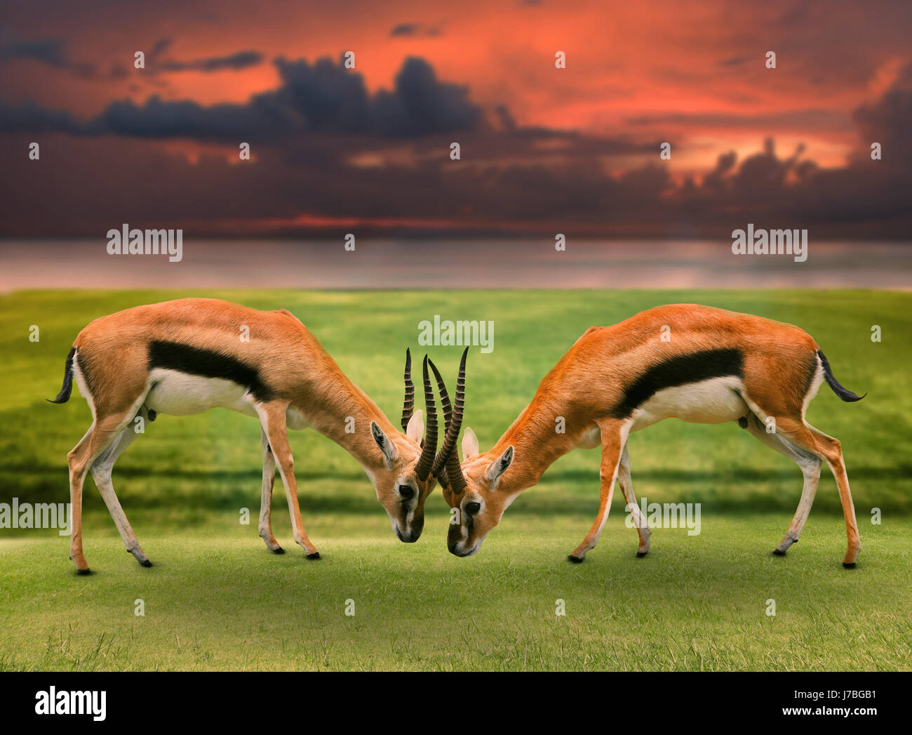 two male thomson's gazelle fighting by horn in green grass field ...