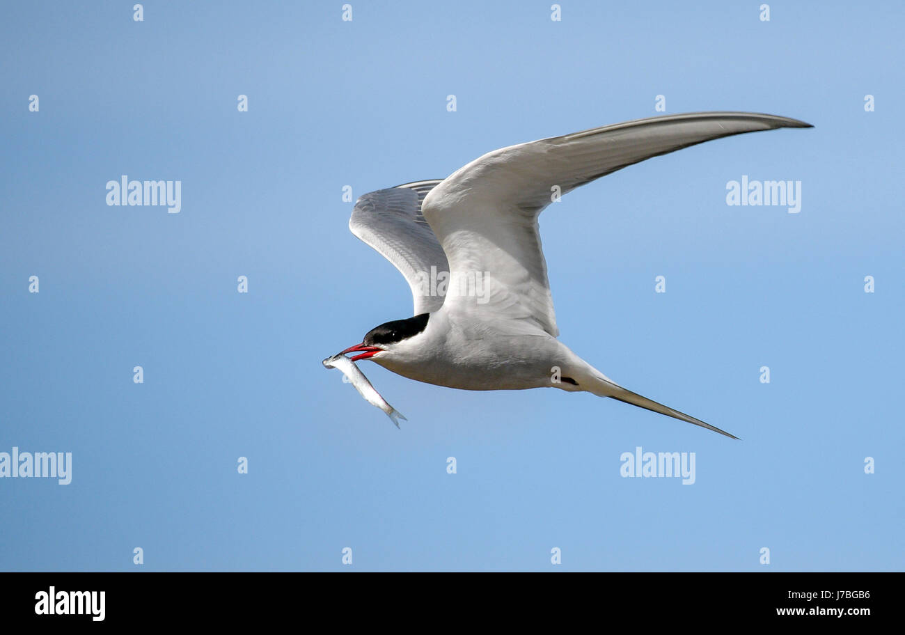 Hooligan Fishing High Resolution Stock Photography and Images - Alamy