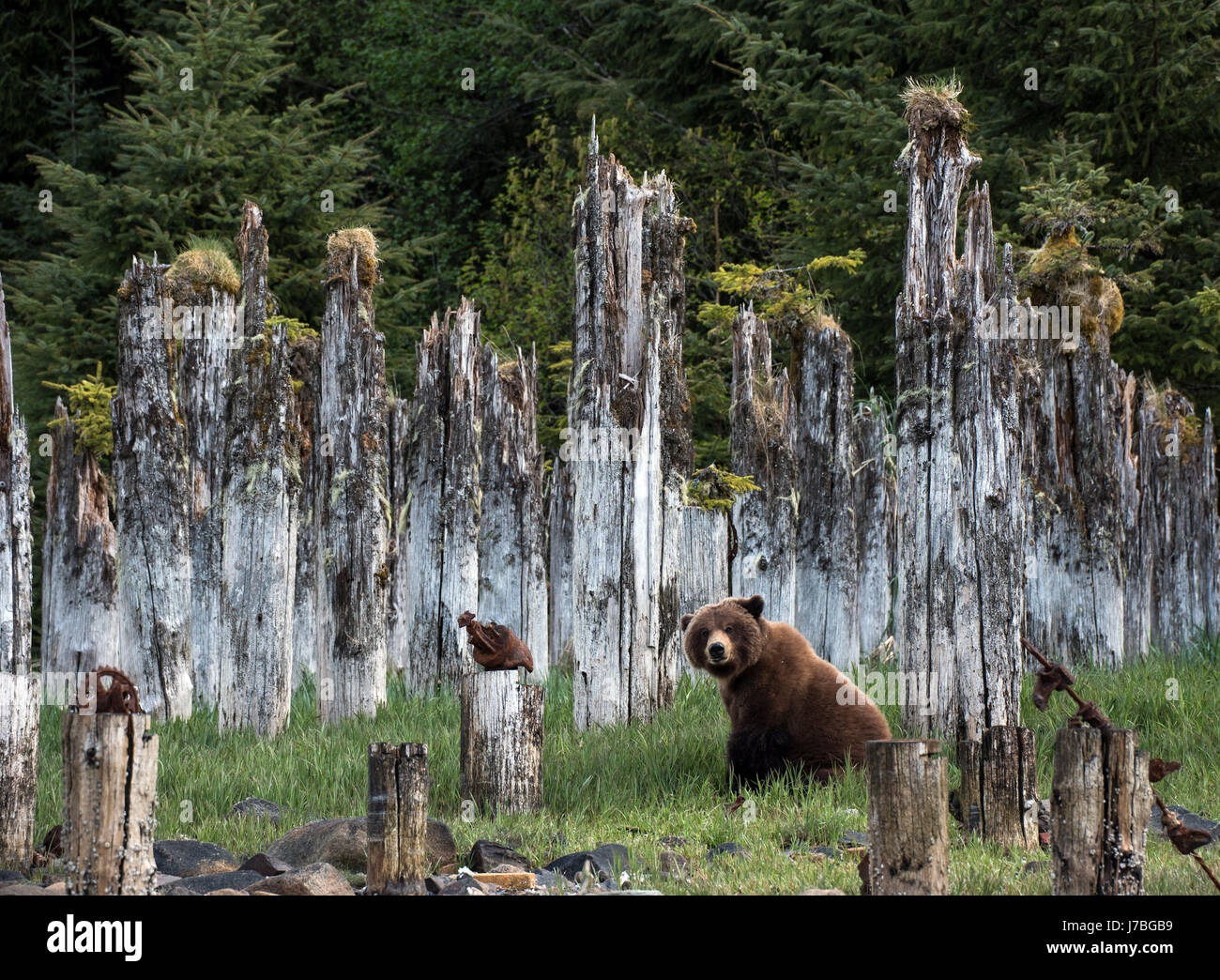 A brown bear sits amongst pilings at Taku Harbor, Alaska Stock Photo ...