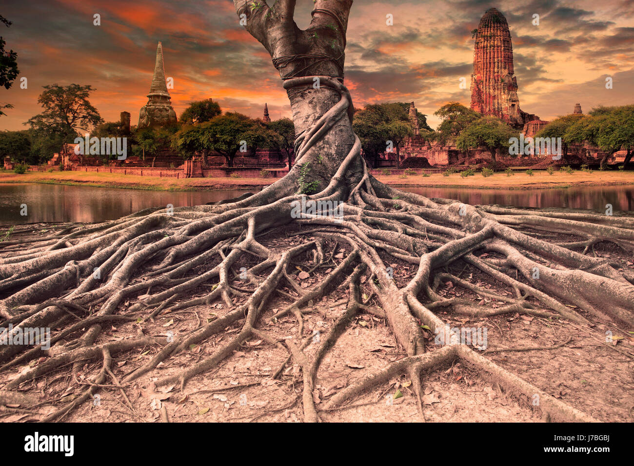 big root of banyan tree land scape of ancient and old pagoda in history ...
