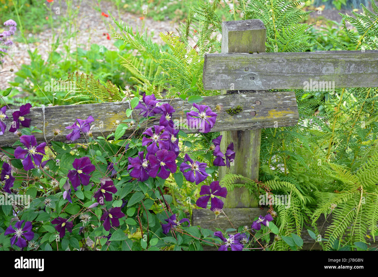 Beautiful purple clematis flowers growing on old wooden fence Stock ...