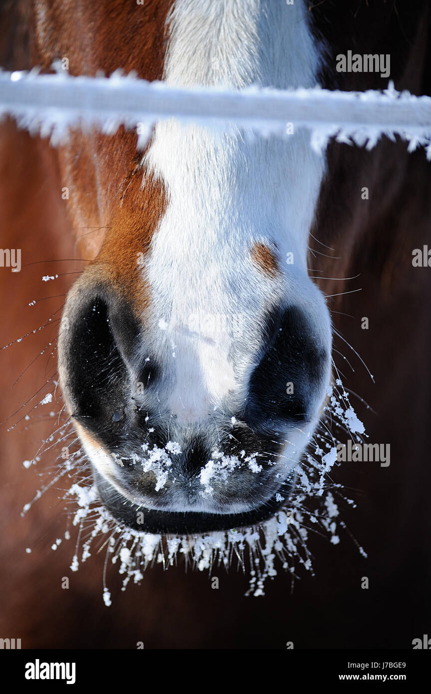Cocaine use nose hi-res stock photography and images - Alamy
