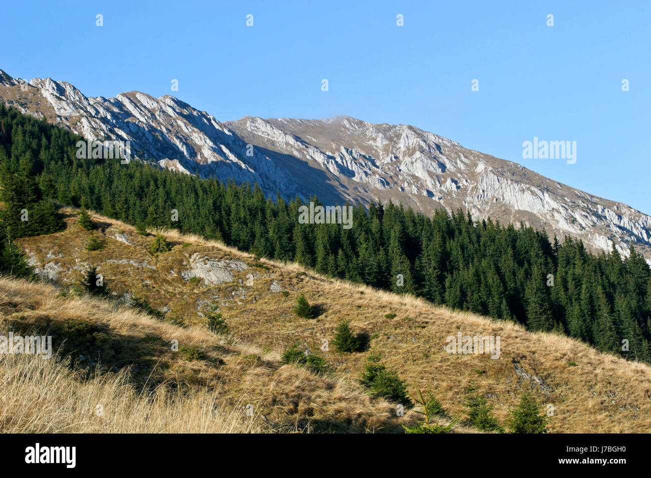 pine outdoor alpine slope landscape scenery countryside nature ...