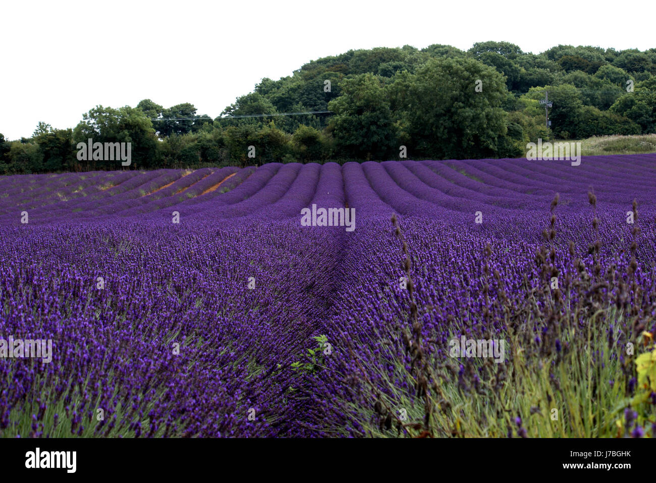 blue lavender tree trees field flower flowers plant daytime plants ...
