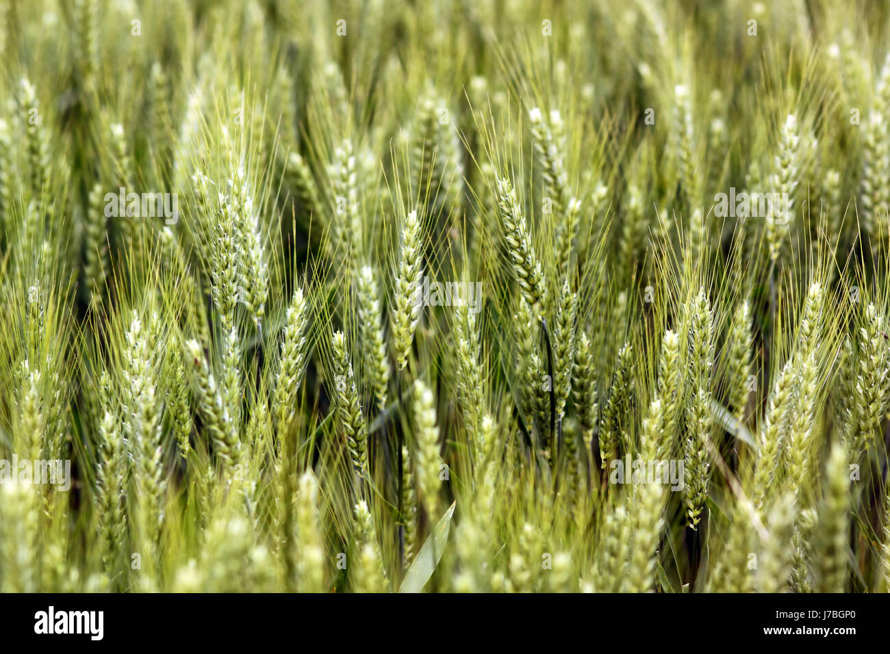 Krnerfrucht hi-res stock photography and images - Alamy