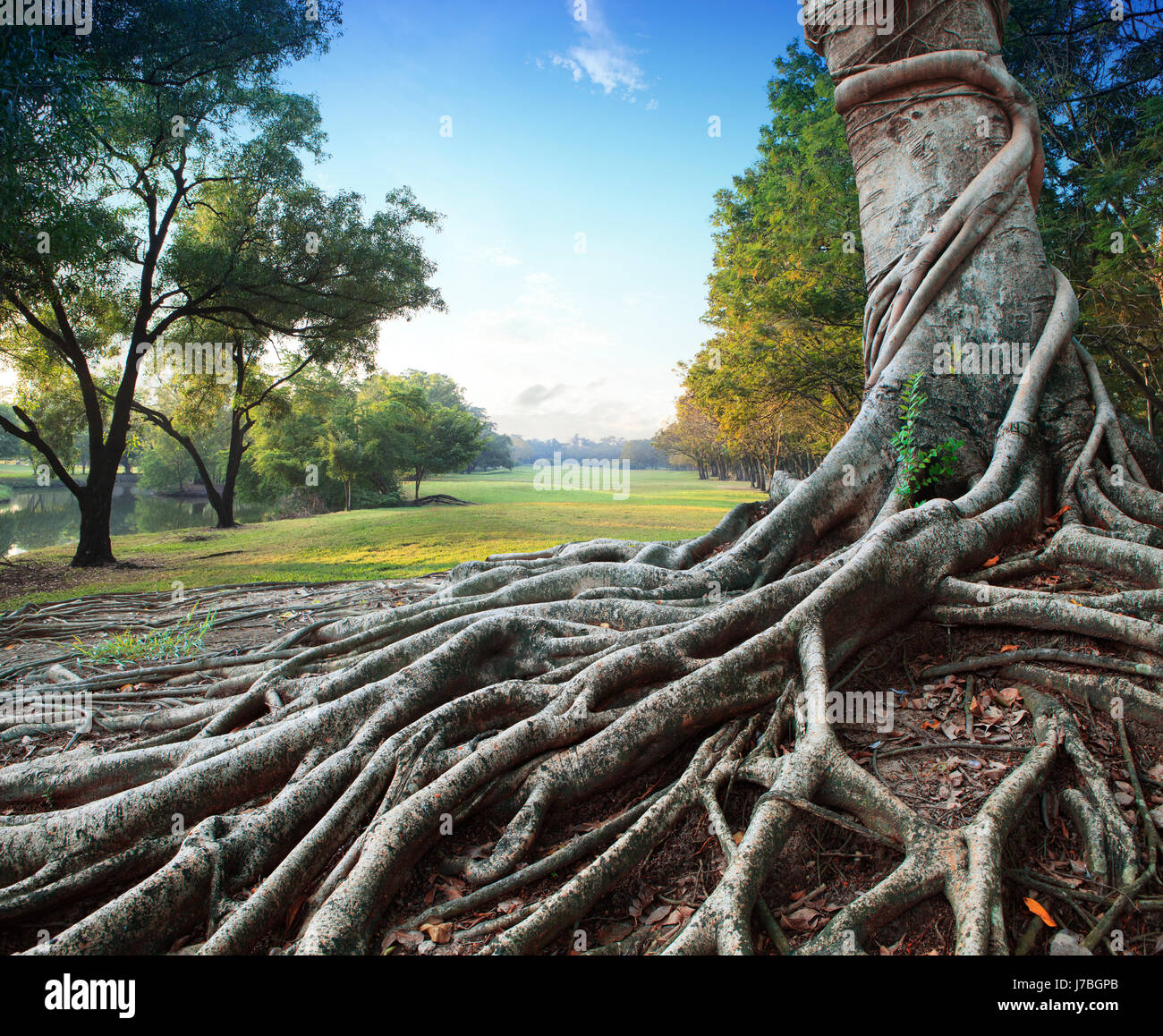 big root tree in green park Stock Photo - Alamy