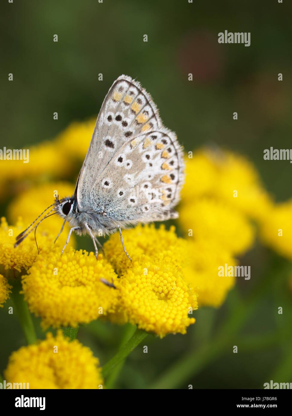 insect insects butterfly butterflies blue insect insects butterfly ...