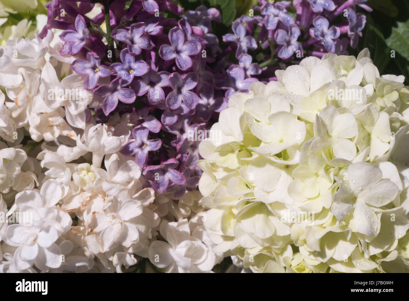 closeup to hydrangea and lilac flowers Stock Photo - Alamy