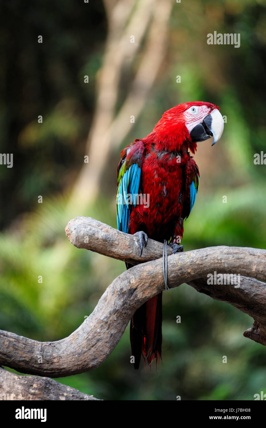 colour animal bird one put sitting sit color parrot colour tree animal ...