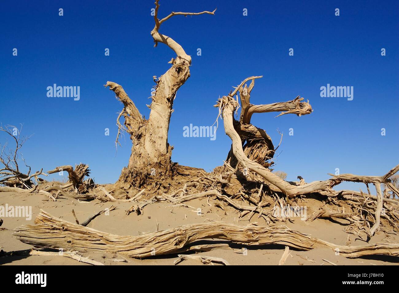 Populus diversifolia hi-res stock photography and images - Alamy
