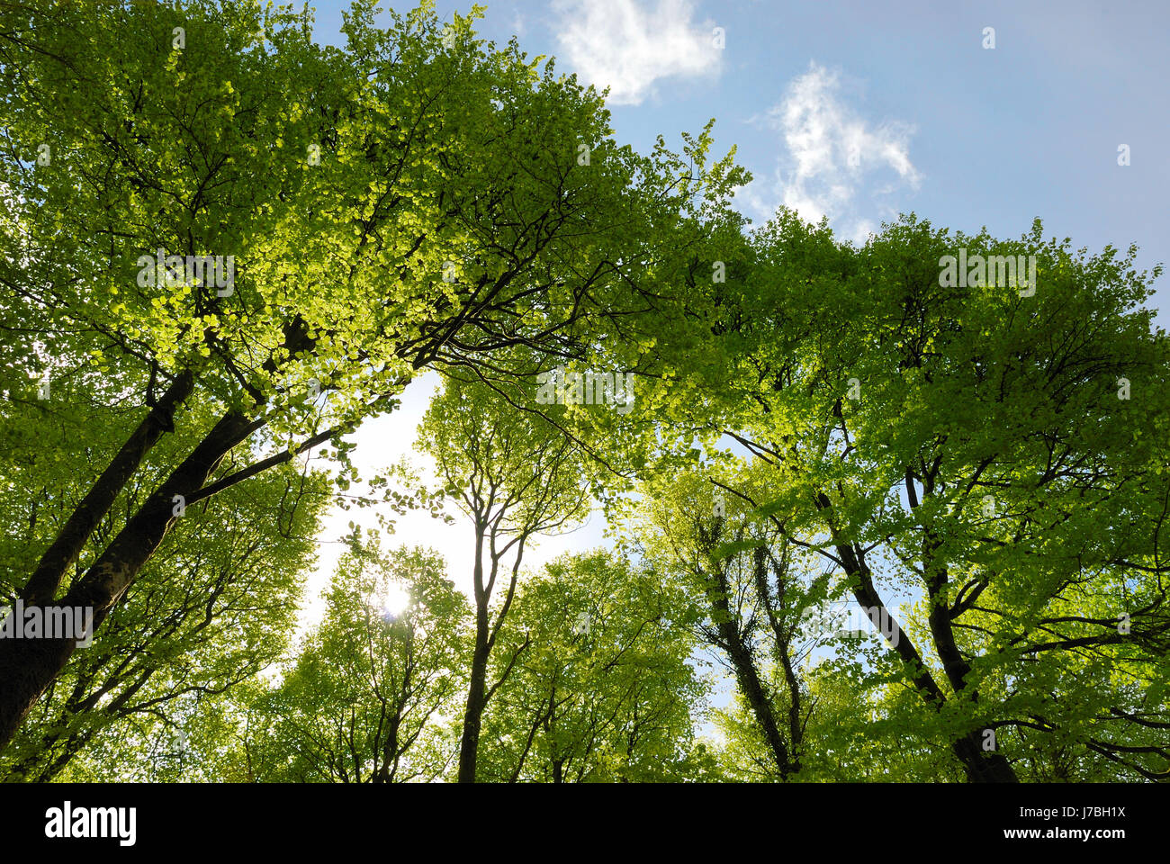 tree trees leaves spring bouncing bounces hop skipping frisks jumping ...