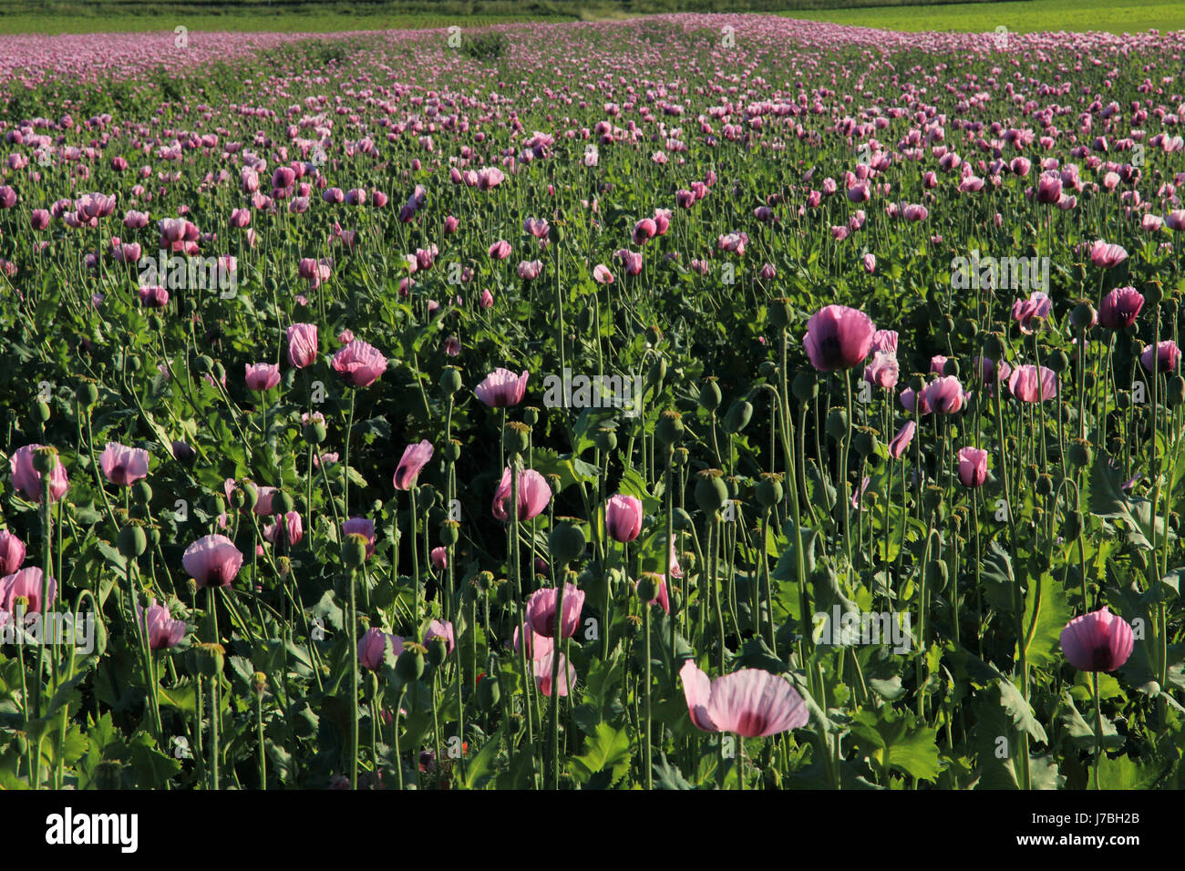 purple poppy field - purple poppy field Stock Photo - Alamy