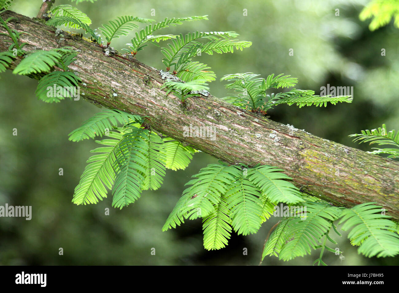 redwood sequoia tree branch conifer needles sequoia plant ...