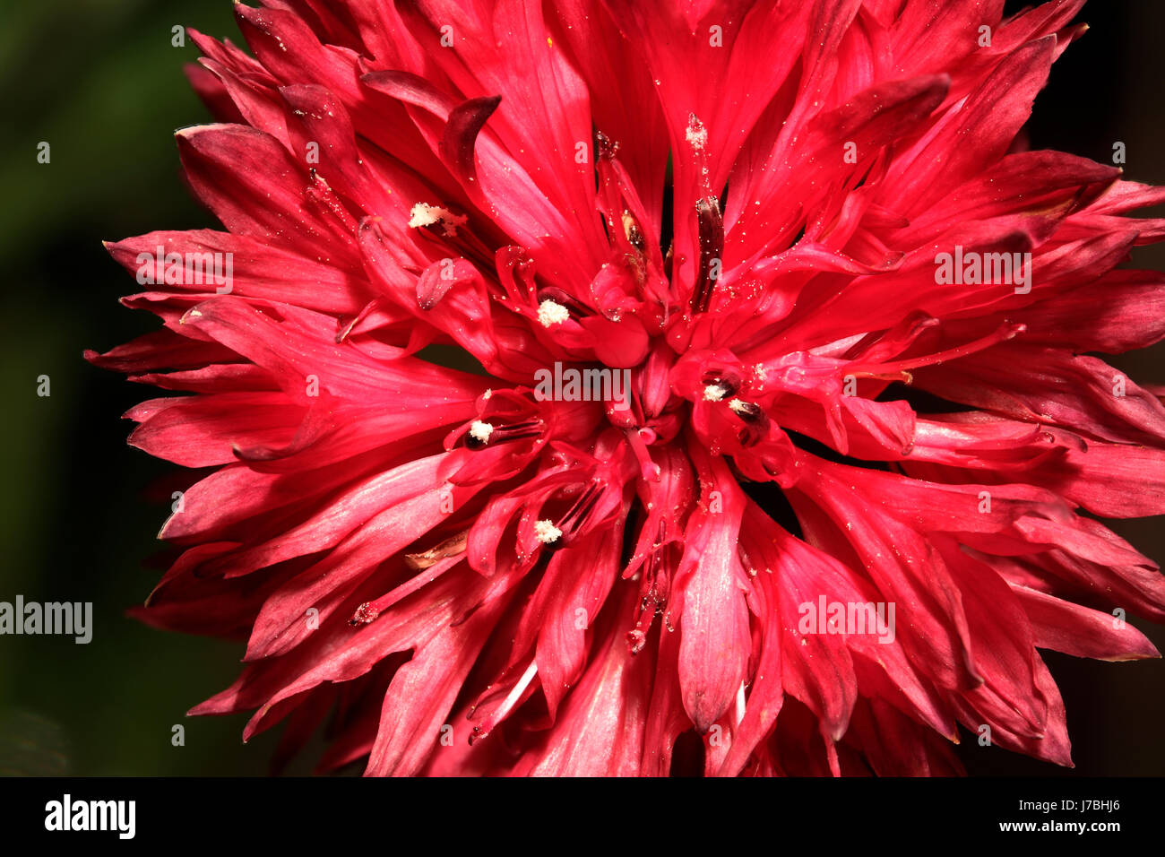 black ruby colored cornflower Stock Photo - Alamy