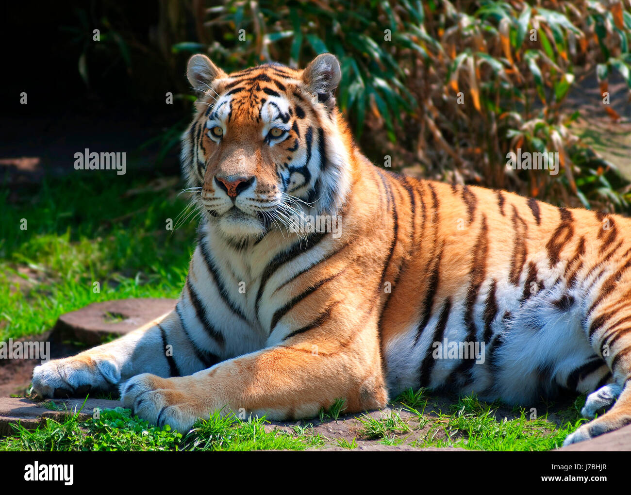 animals cat big cat feline predator tiger mammals wildcat nature ...