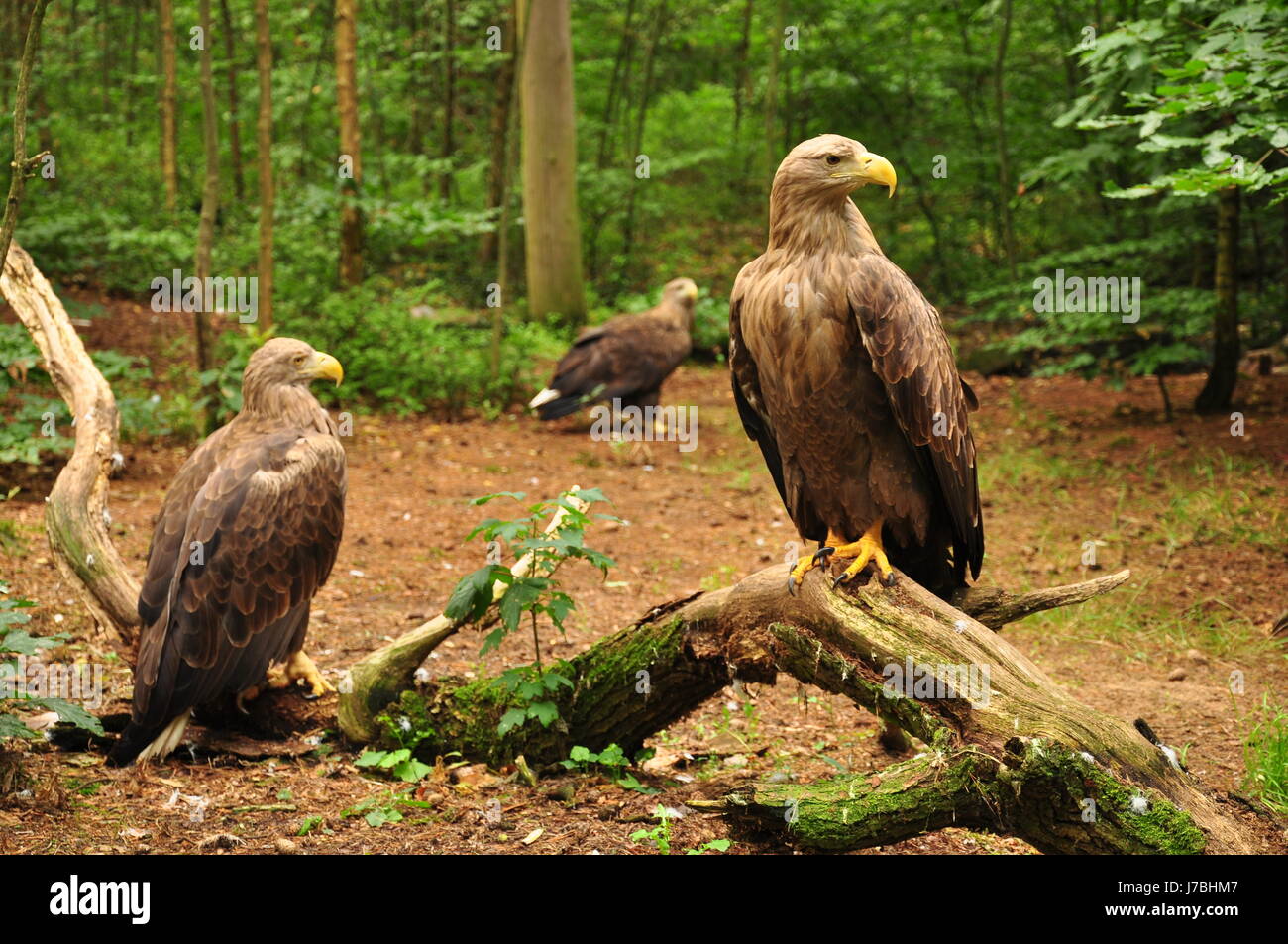 bird predator eagle poland reservation genre types species reserve wood ...
