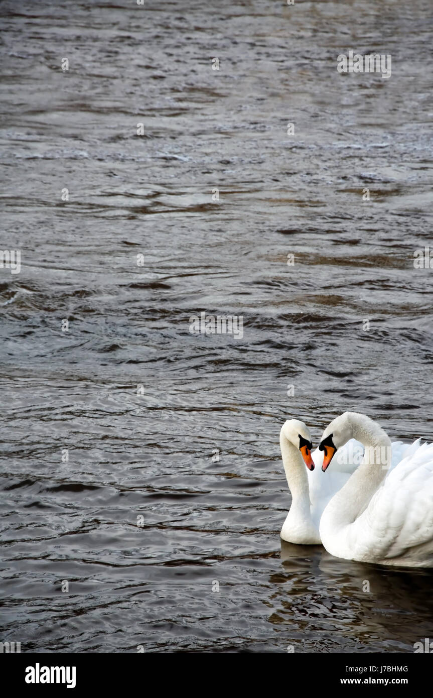 Cuddling swan couple hi-res stock photography and images - Alamy