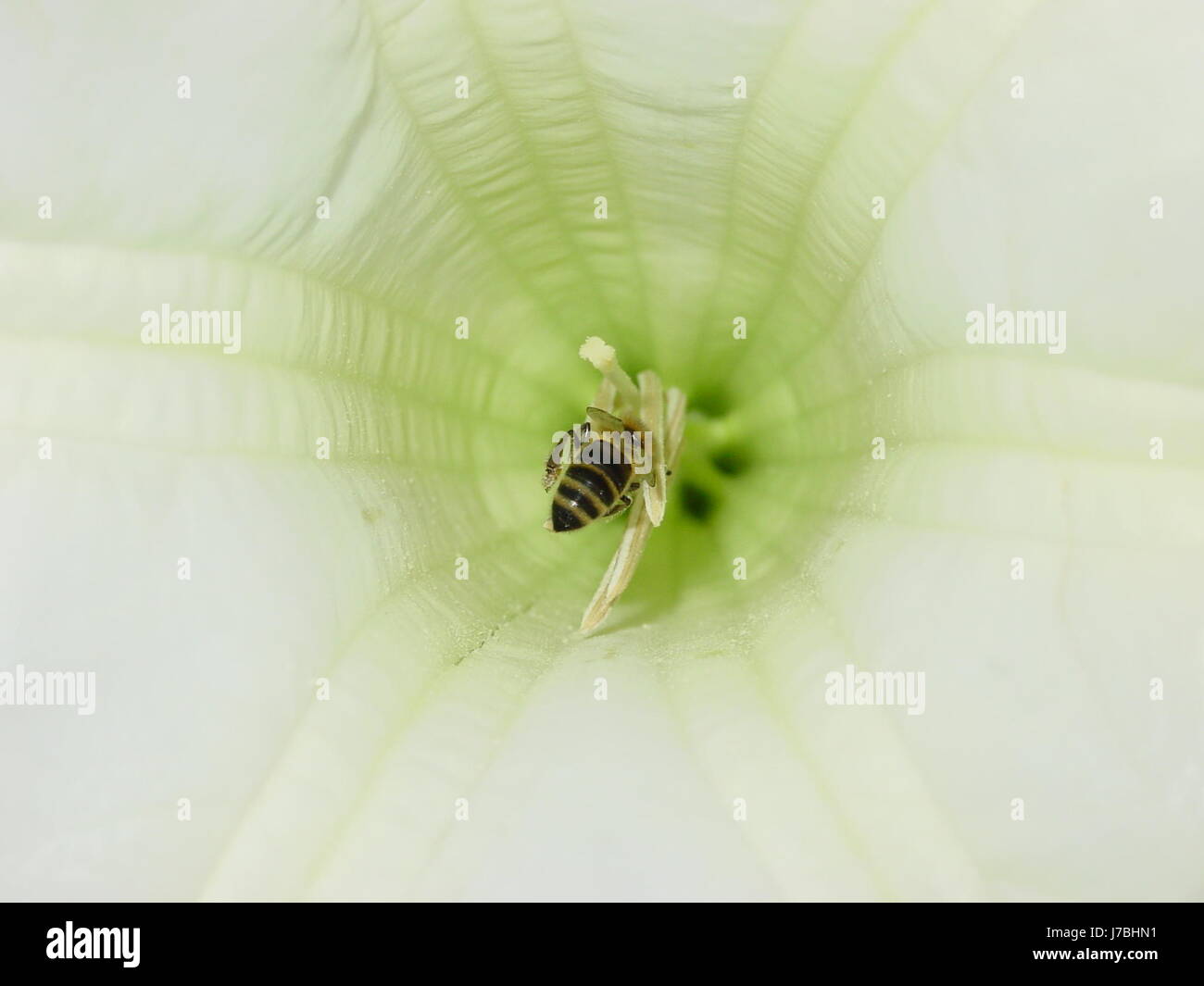 insects blossoms bleed nature insect bee insects blossoms bleed nature ...