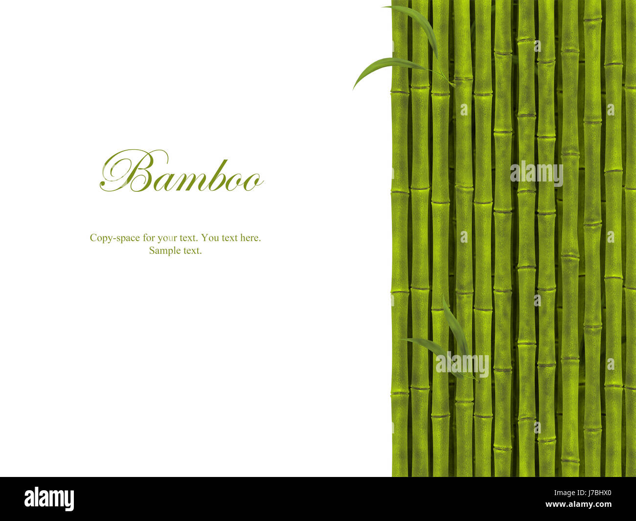 bamboo leaf environment enviroment asia wall jungle illustration branch ...