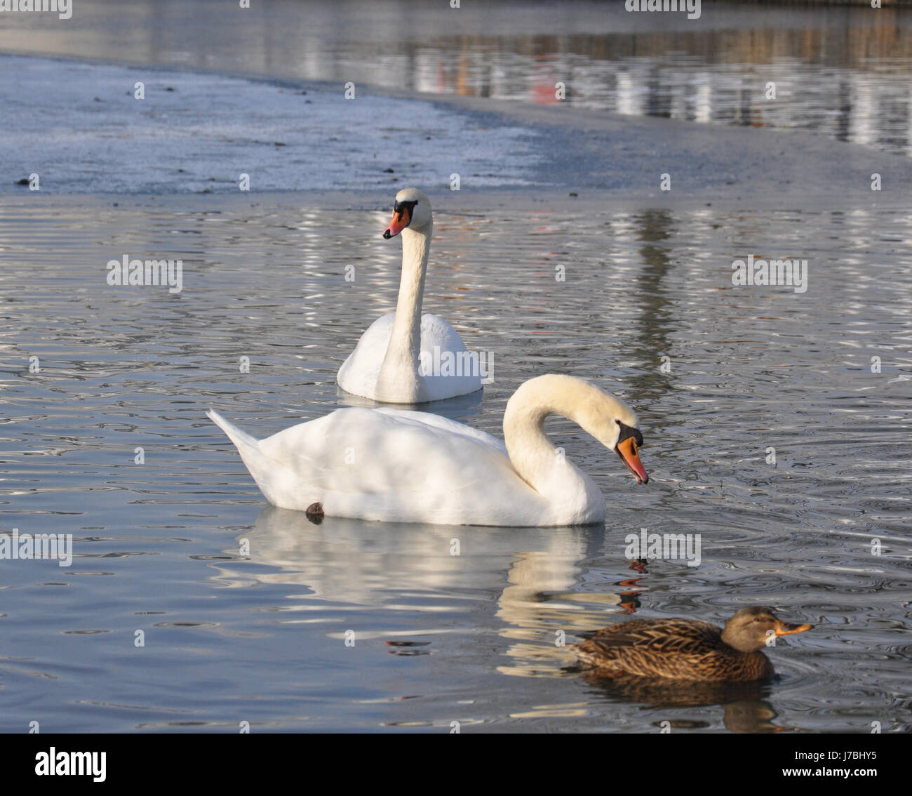 swans with duck Stock Photo - Alamy