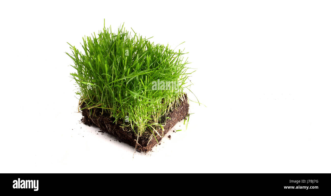 field stucco piece section segment part area cut out sod meadow grass ...