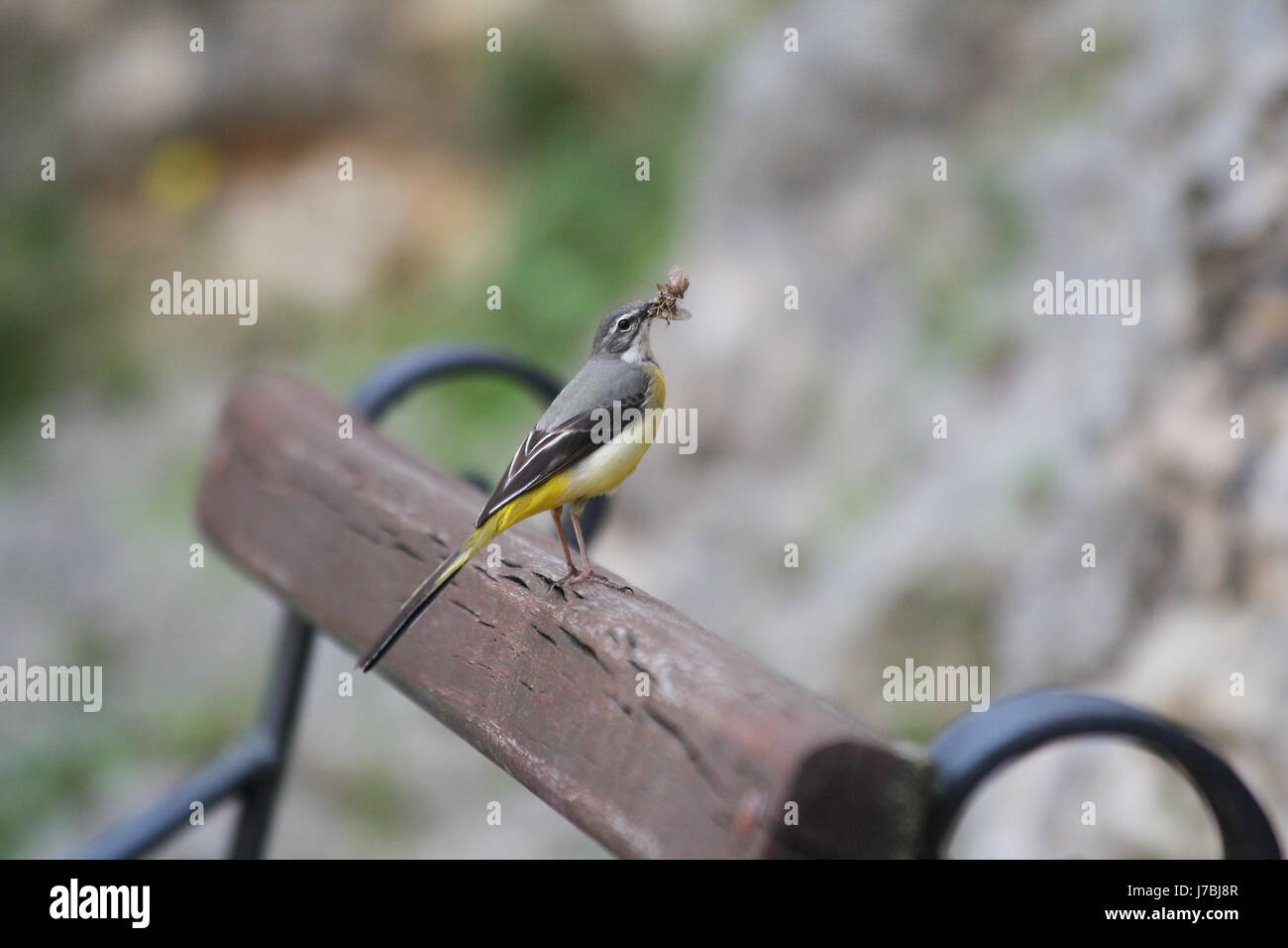 bird insects birds breed-time yellow fodder insect bird insects ...