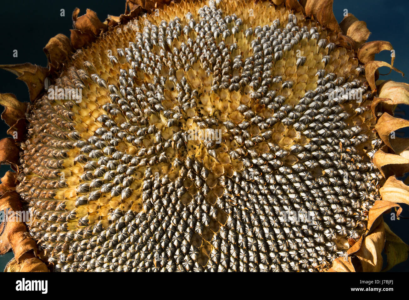 Decayed sunflower hi-res stock photography and images - Alamy