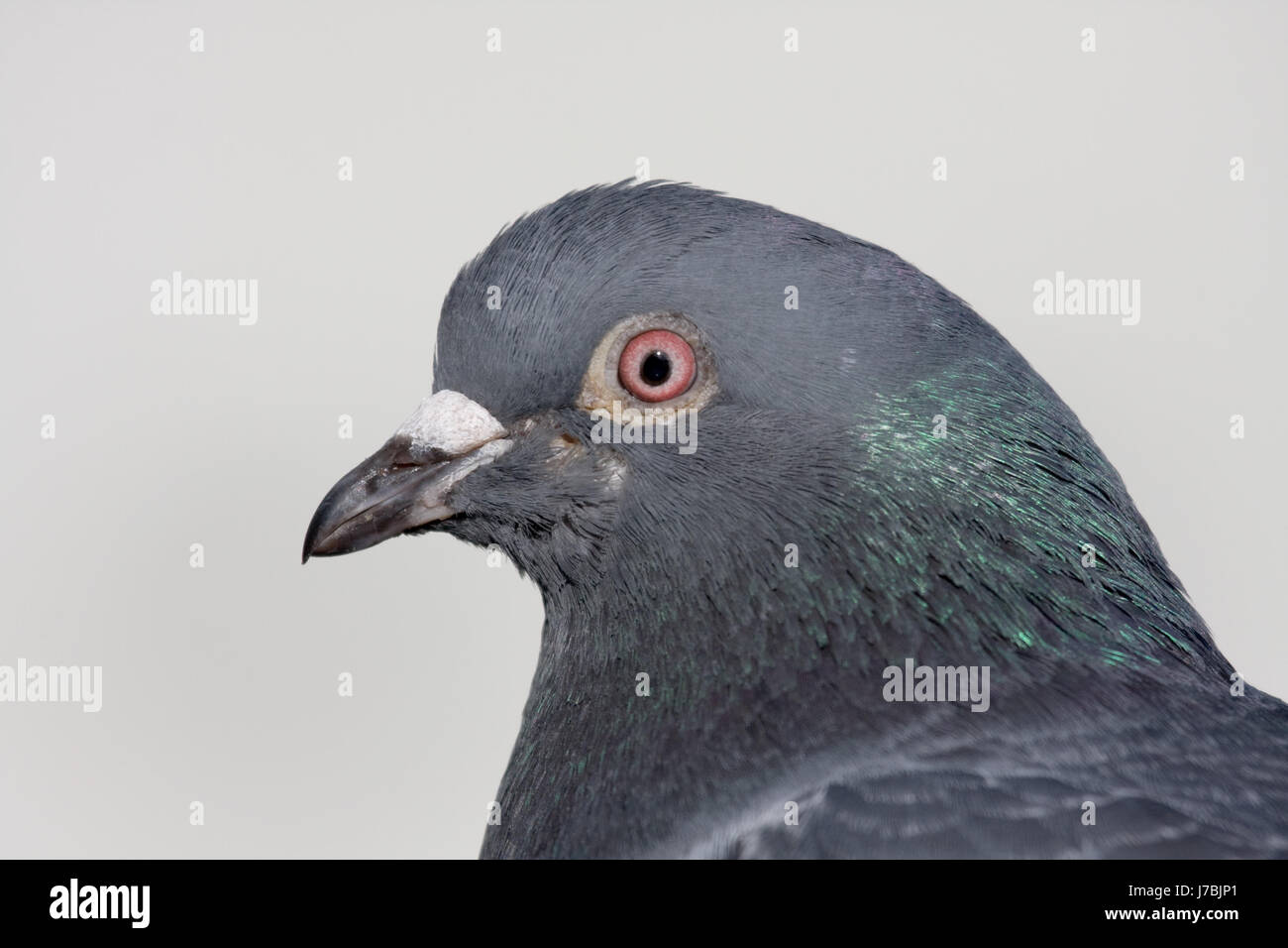 portrait pigeon bird portrait birds sight view outlook perspective ...