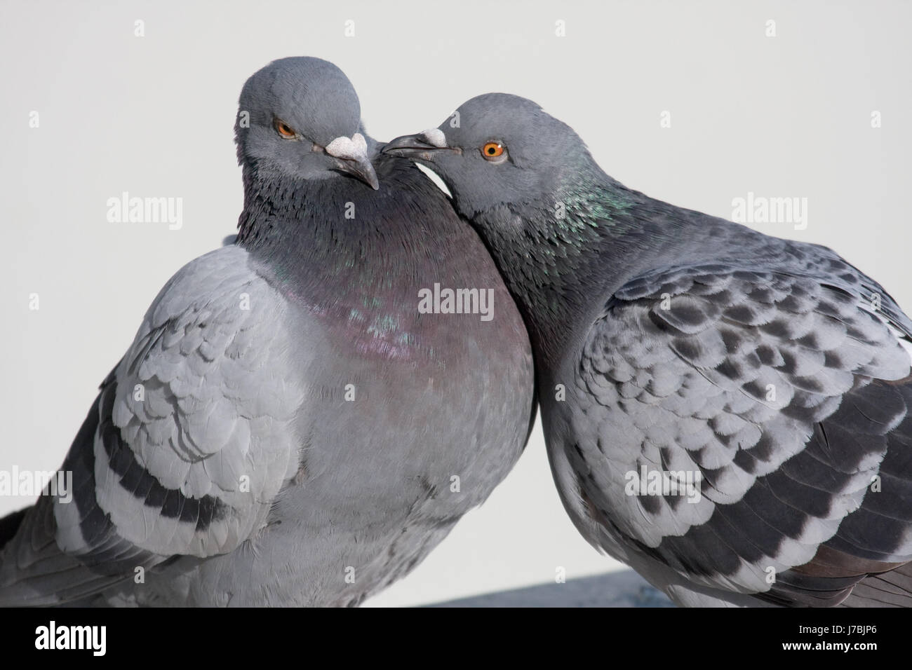 affection pigeons macro close-up macro admission close up view emotions ...