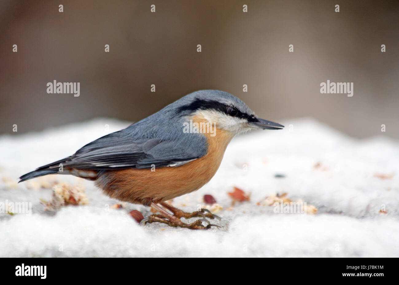 winter winter bird birds wing feathers beak tail claws snag kernels ...