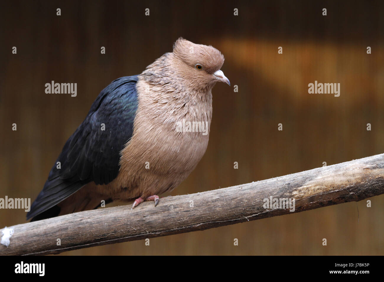 Archangel pigeon hi-res stock photography and images - Alamy