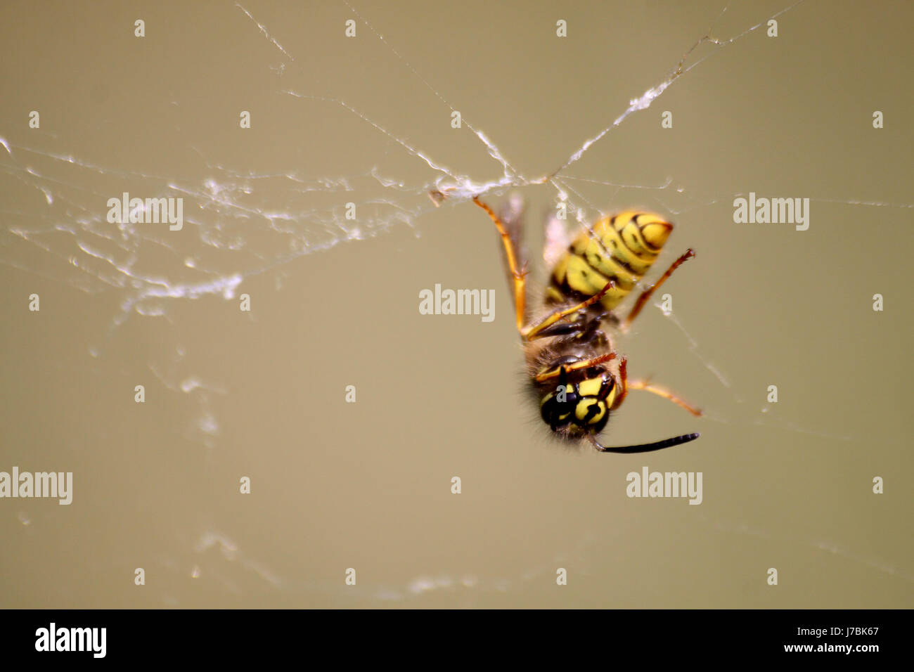 insect insects net wasp be caught caged cobweb spiders web insect ...
