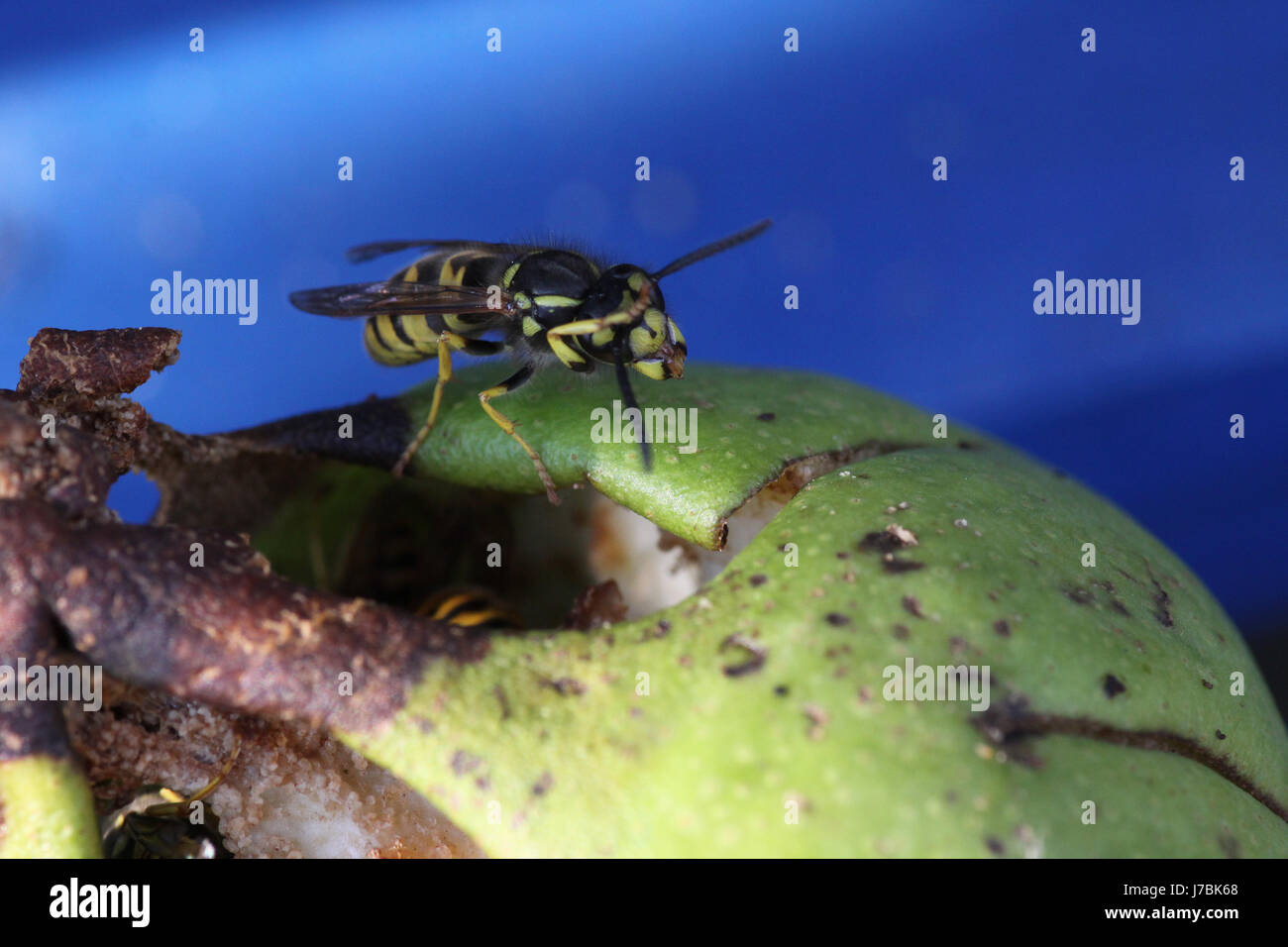 insect insects wasp wasps blue insect insects green fruit wasp lazy ...