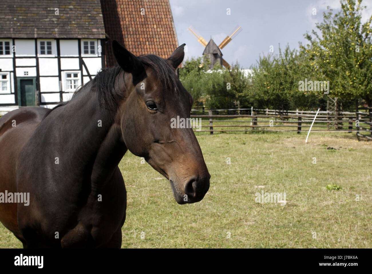 horse portrait mare ride horse animal agriculture farming portrait mare ...