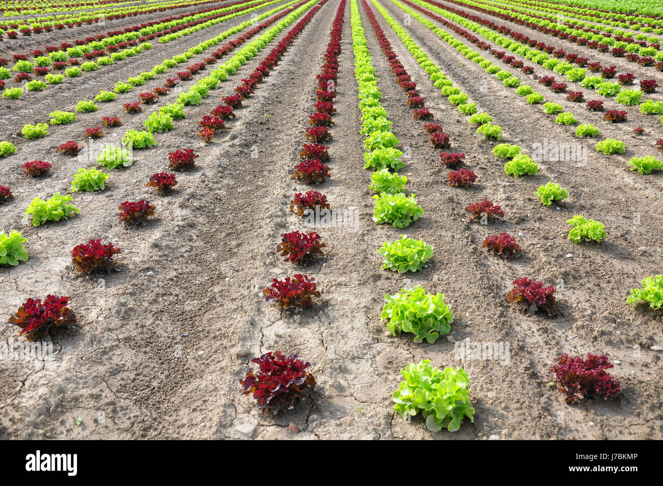 field with lettuce Stock Photo - Alamy