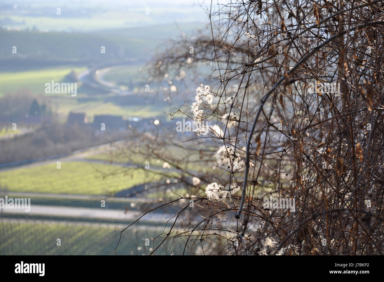 tree flora shrub sight view outlook perspective vista panorama lookout ...