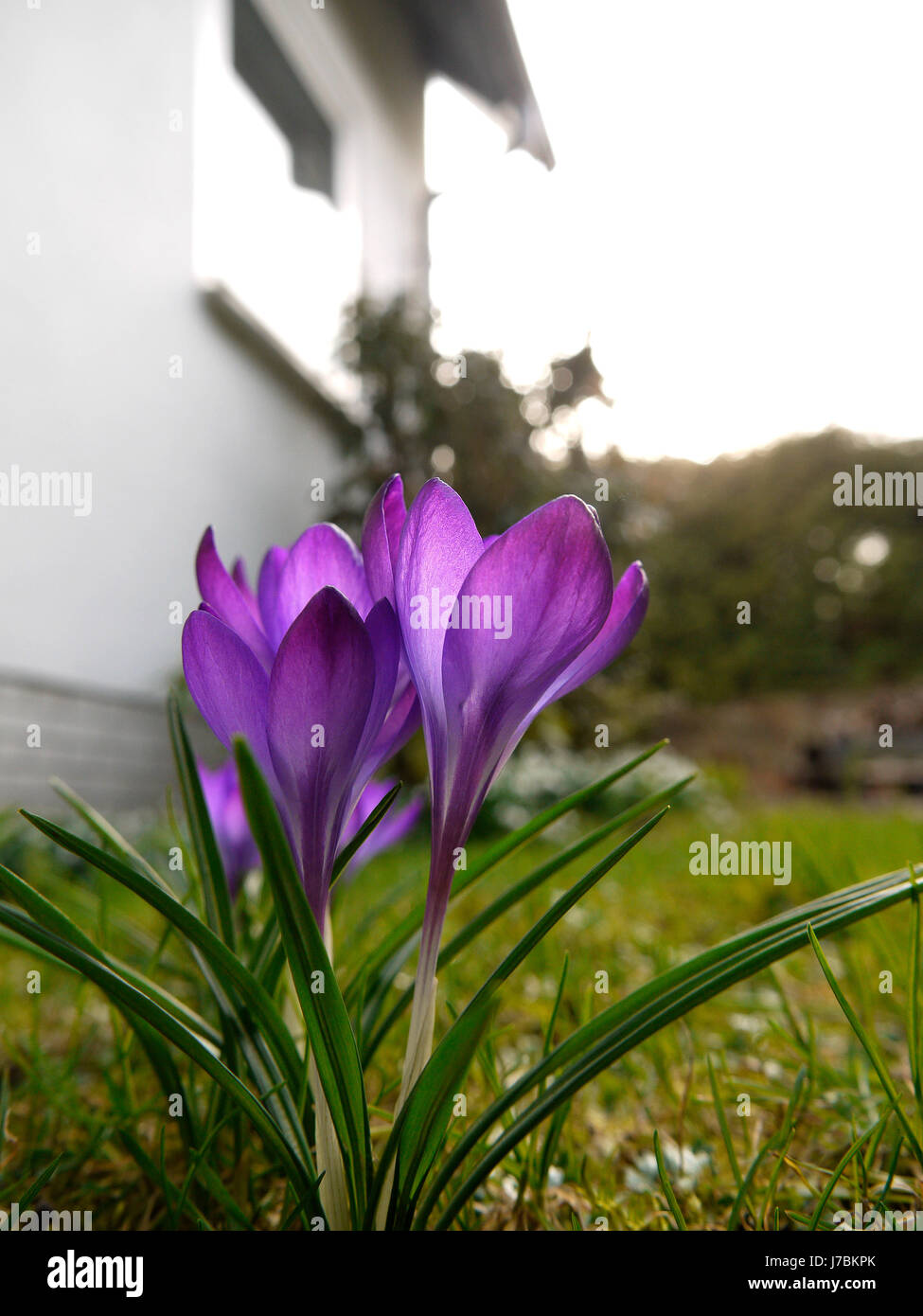 spring crocus spring flower flourish flourishing house building garden ...