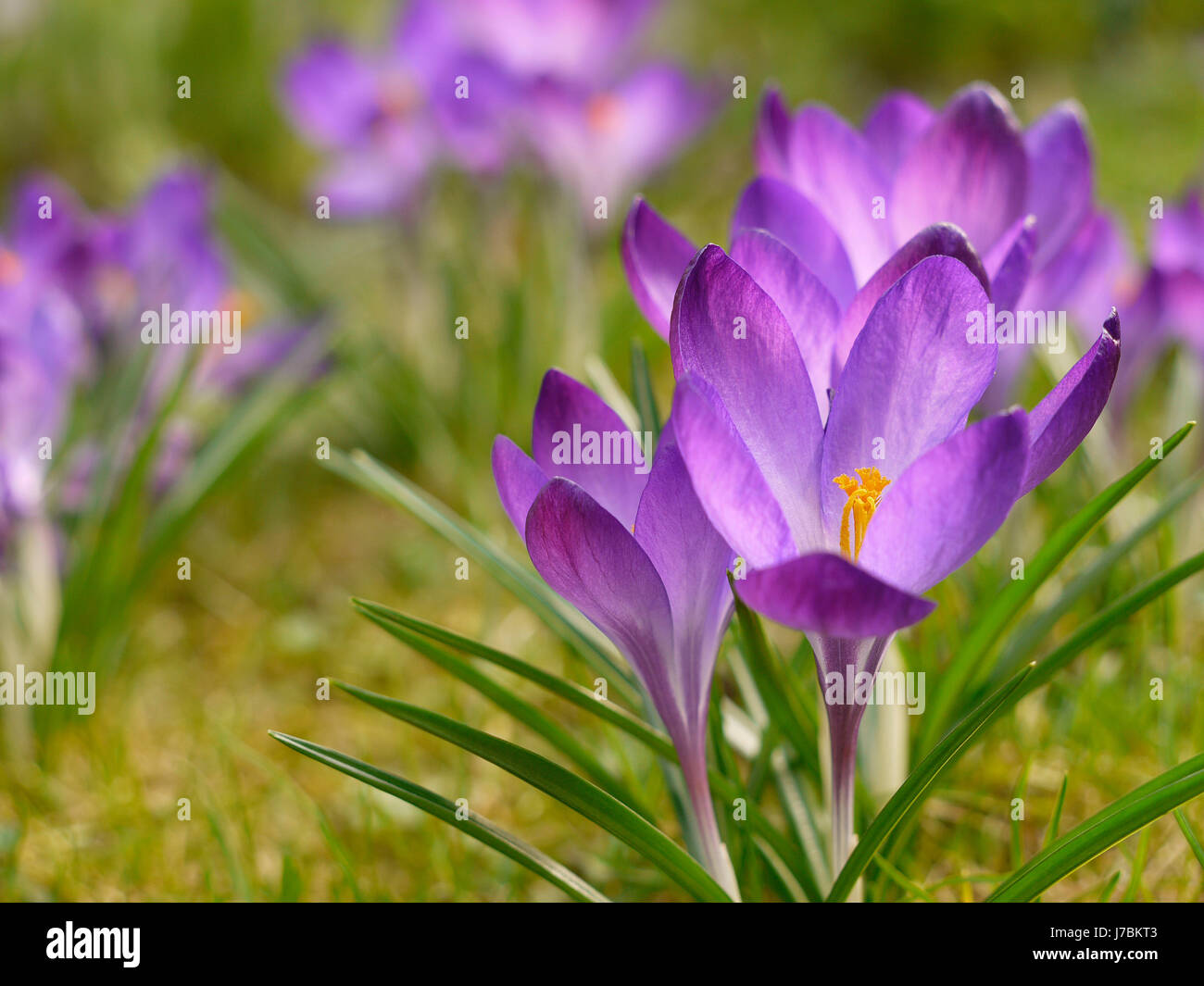 Krokusblte hi-res stock photography and images - Alamy