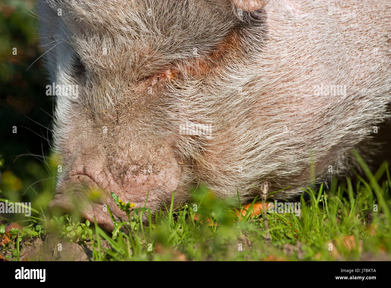 animal nose proboscis domestic pig pig nature farm animal trench bake ...