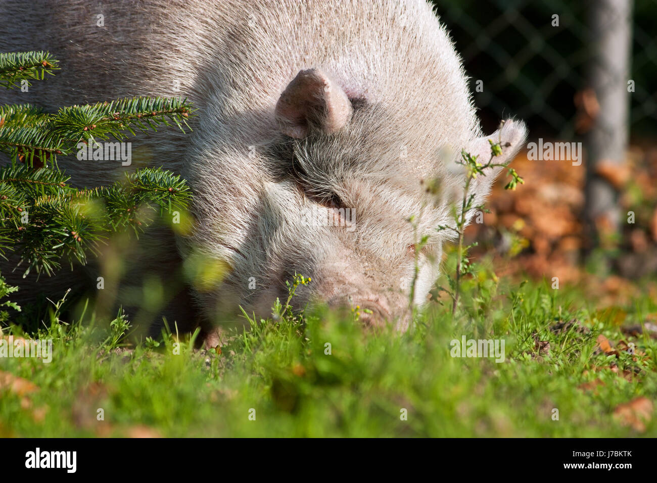 firs proboscis domestic pig pig nature plant animal green acre firs ...