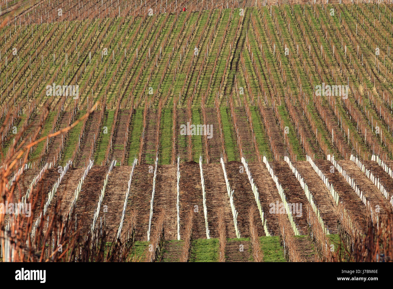 winter brown brownish brunette vineyard common grape vines array vine ...