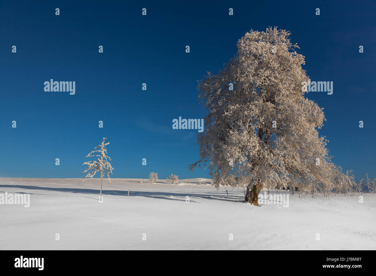 blue tree trees winter cold icy firmament sky snow blue tree trees ...