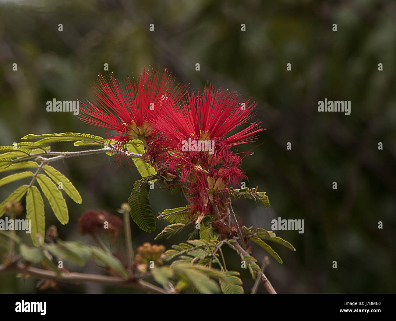 Powder puff tree hi-res stock photography and images - Alamy