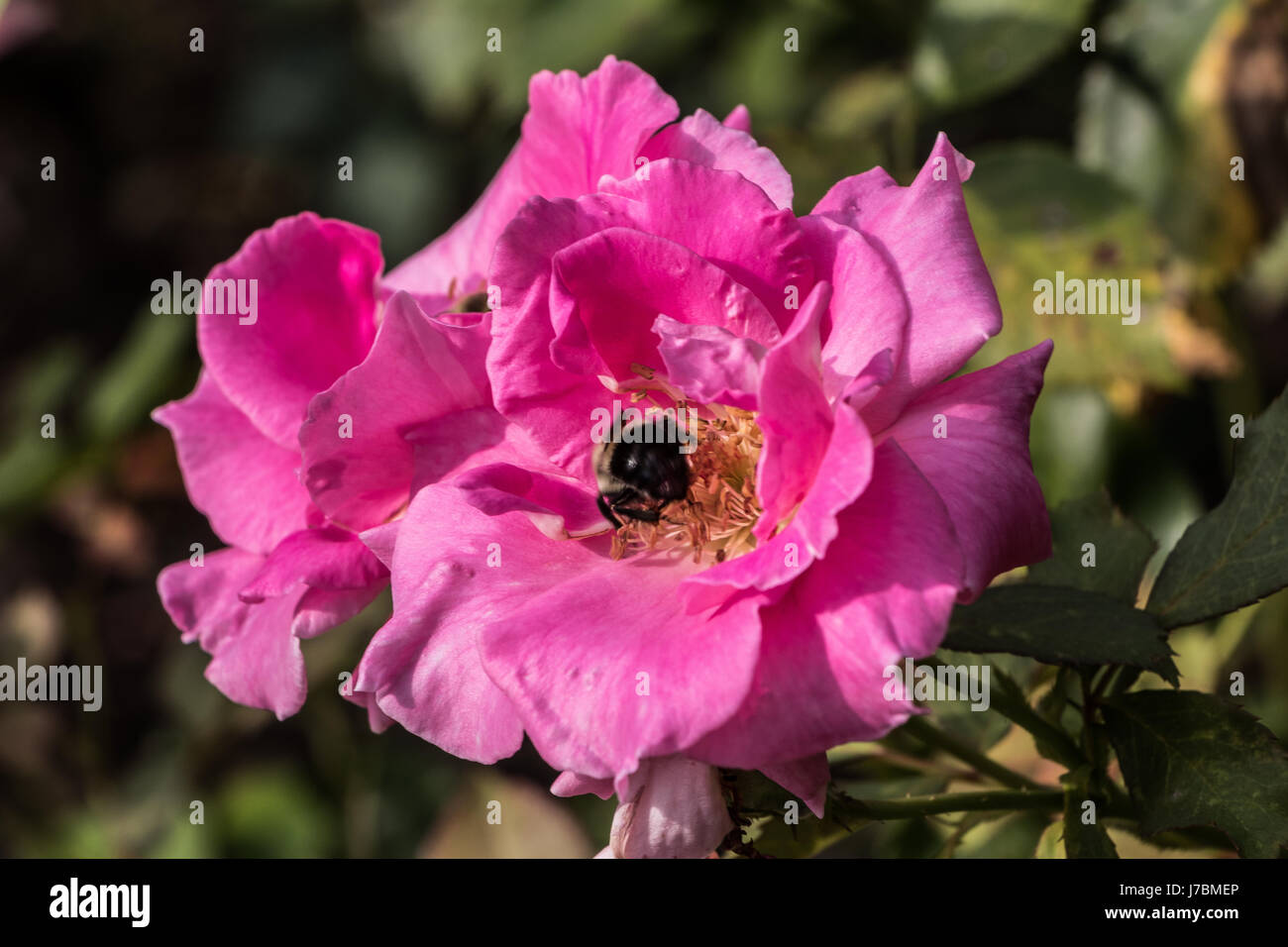 Rose blossom with bee Stock Photo - Alamy