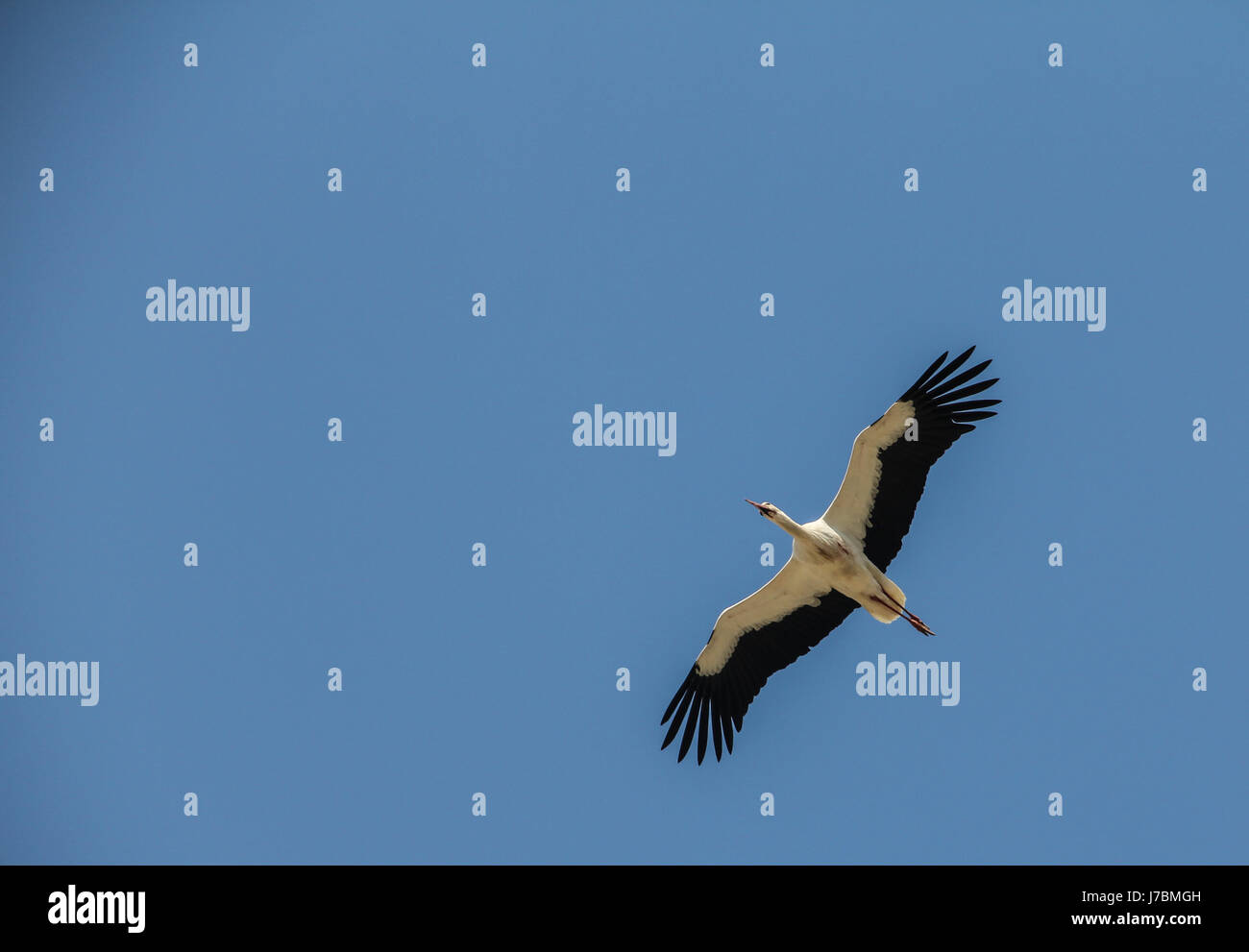 Soaring stork, Anatolia, Turkey Stock Photo - Alamy