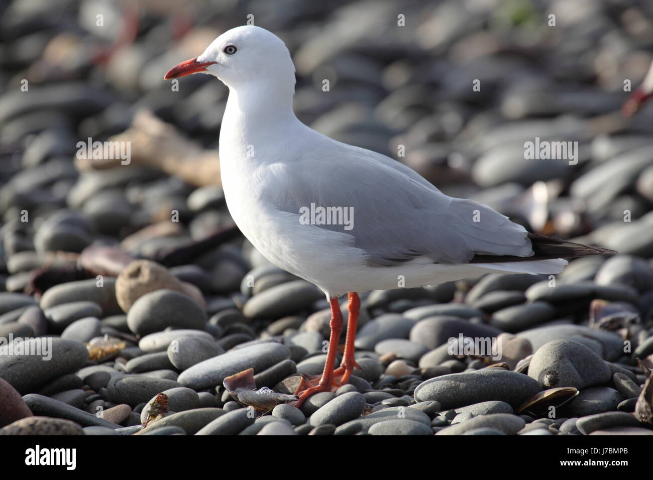 seagull on the coast Stock Photo - Alamy